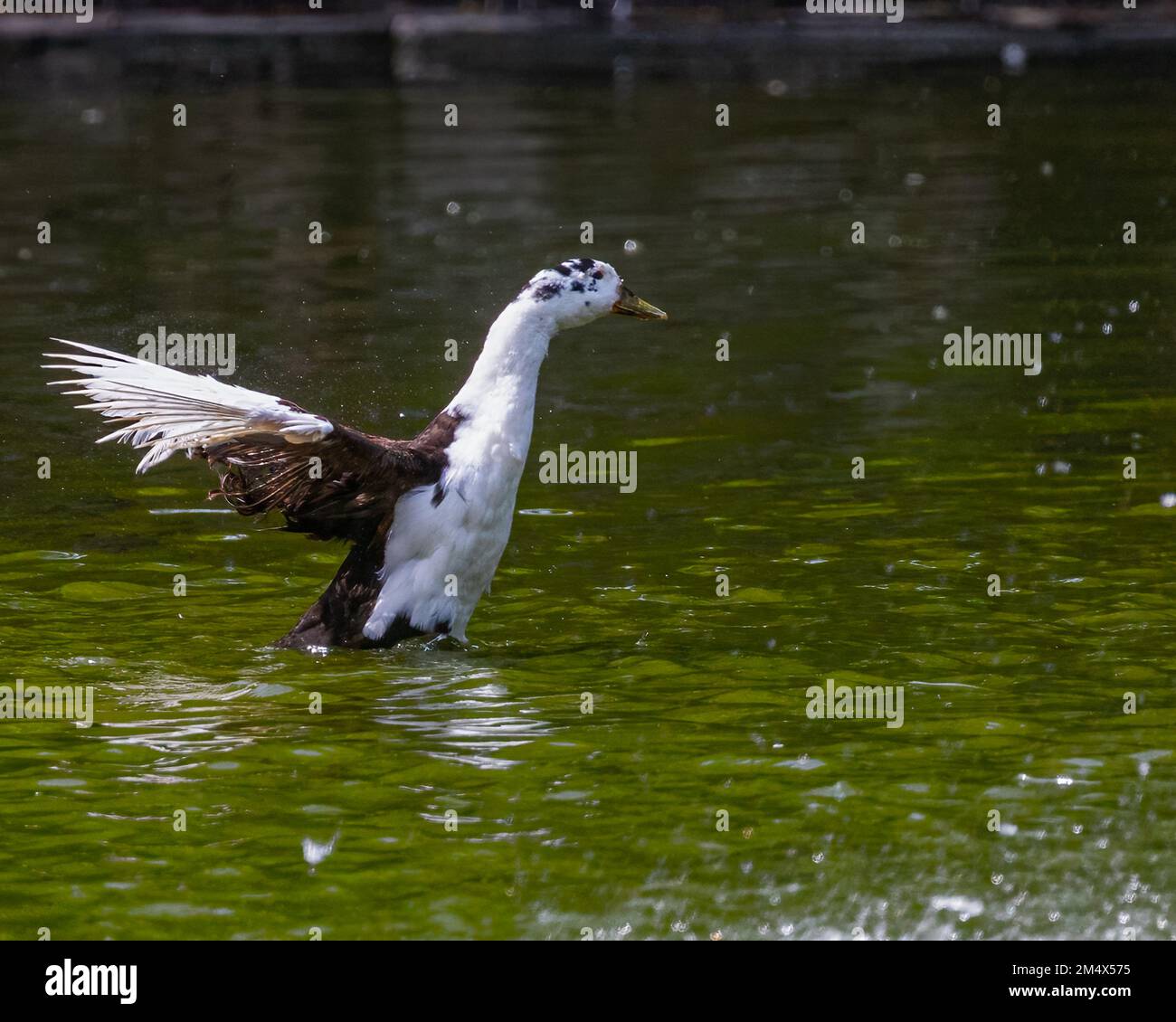 Beautiful duck cleaning feathers hi-res stock photography and images ...