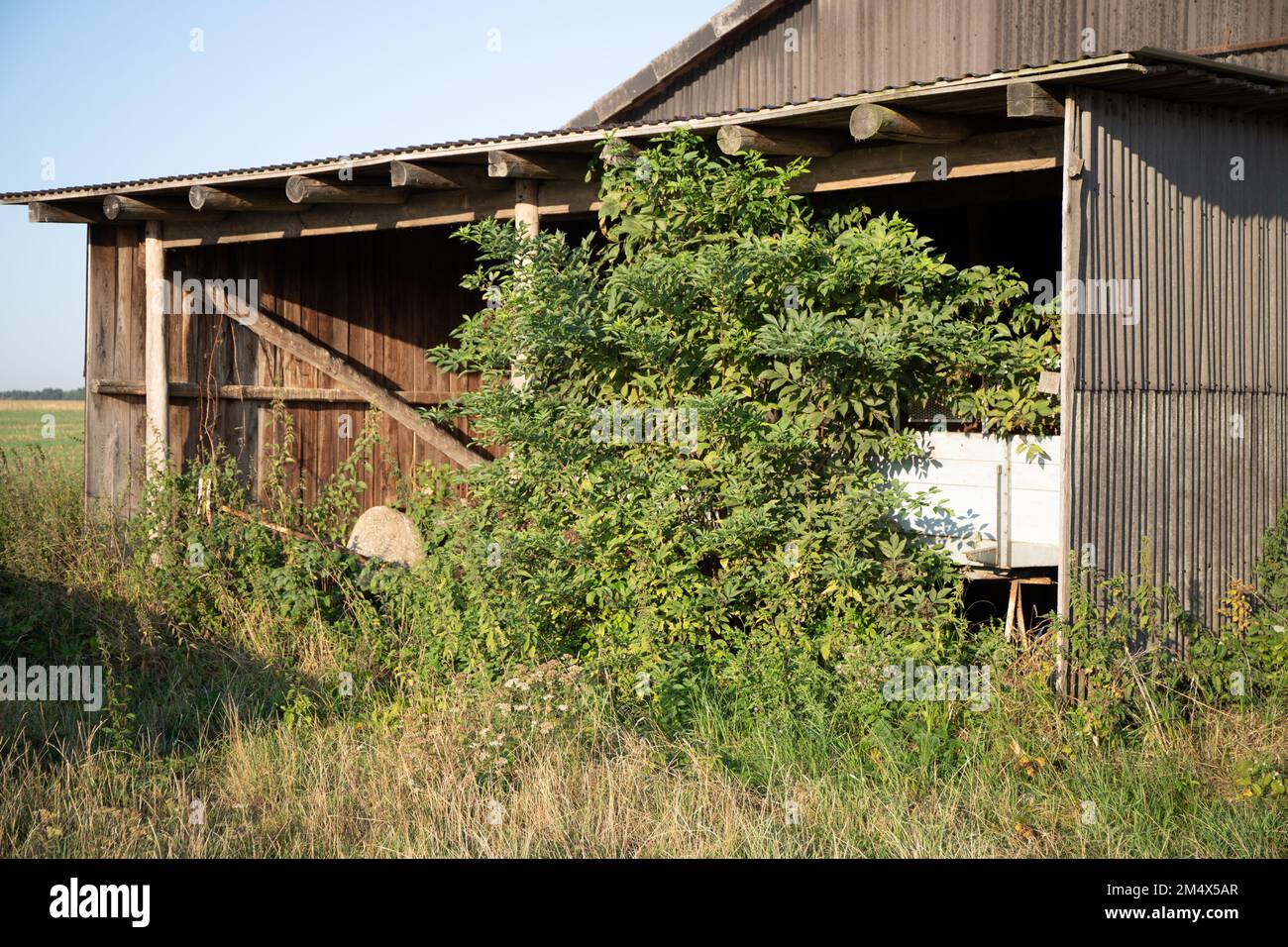old overgrown barn overgrown with plants. High quality photo Stock ...