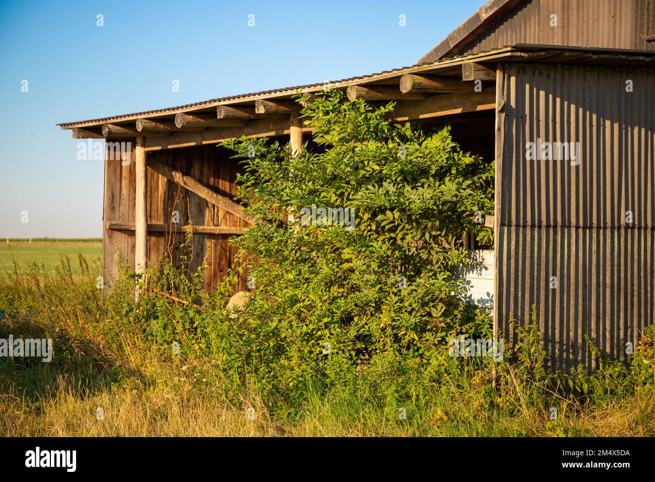 old overgrown barn overgrown with plants. High quality photo Stock ...