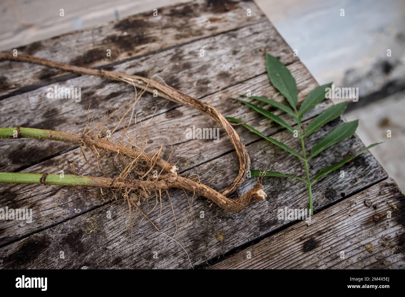 Root and leaf Sambucus ebulus, also known as danewort, dane weed ...