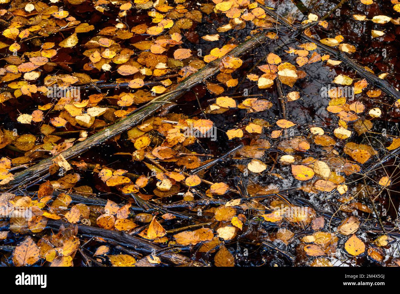Fallen leaves in a vernal woodland pond, Lake Superior Provincial Park ...