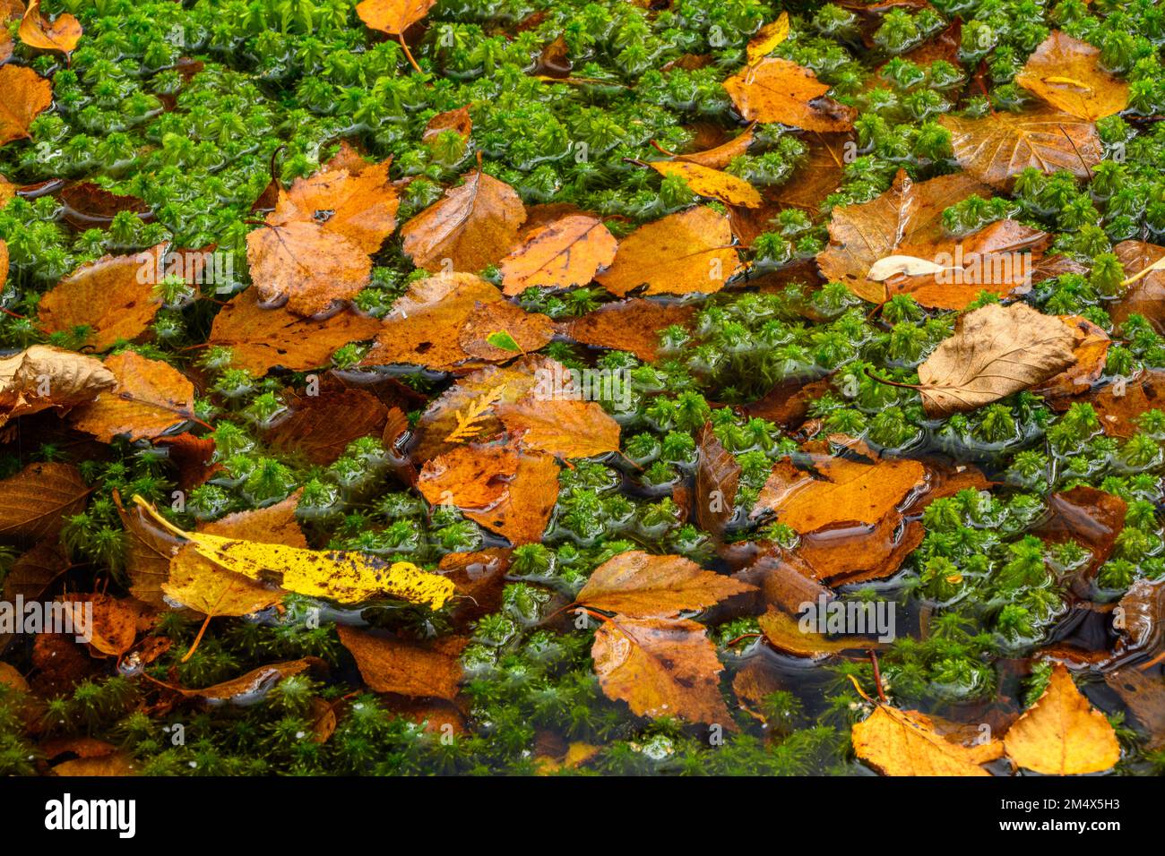 Fallen leaves and moss in a vernal woodland pool, Lake Superior ...