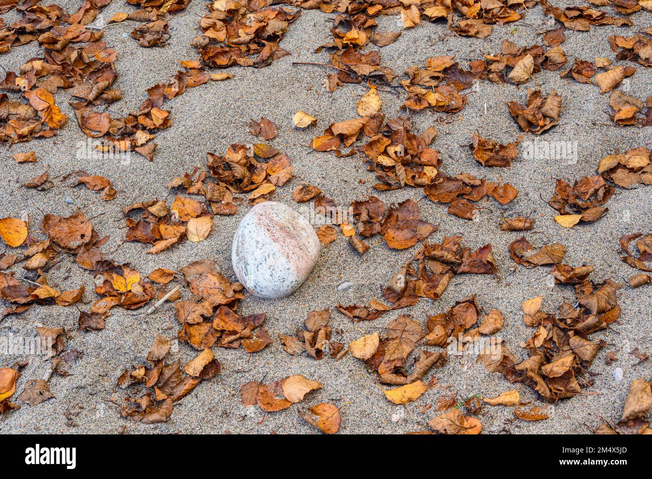 A sand beach with fallen leaves, Lake Superior Provincial Park ...