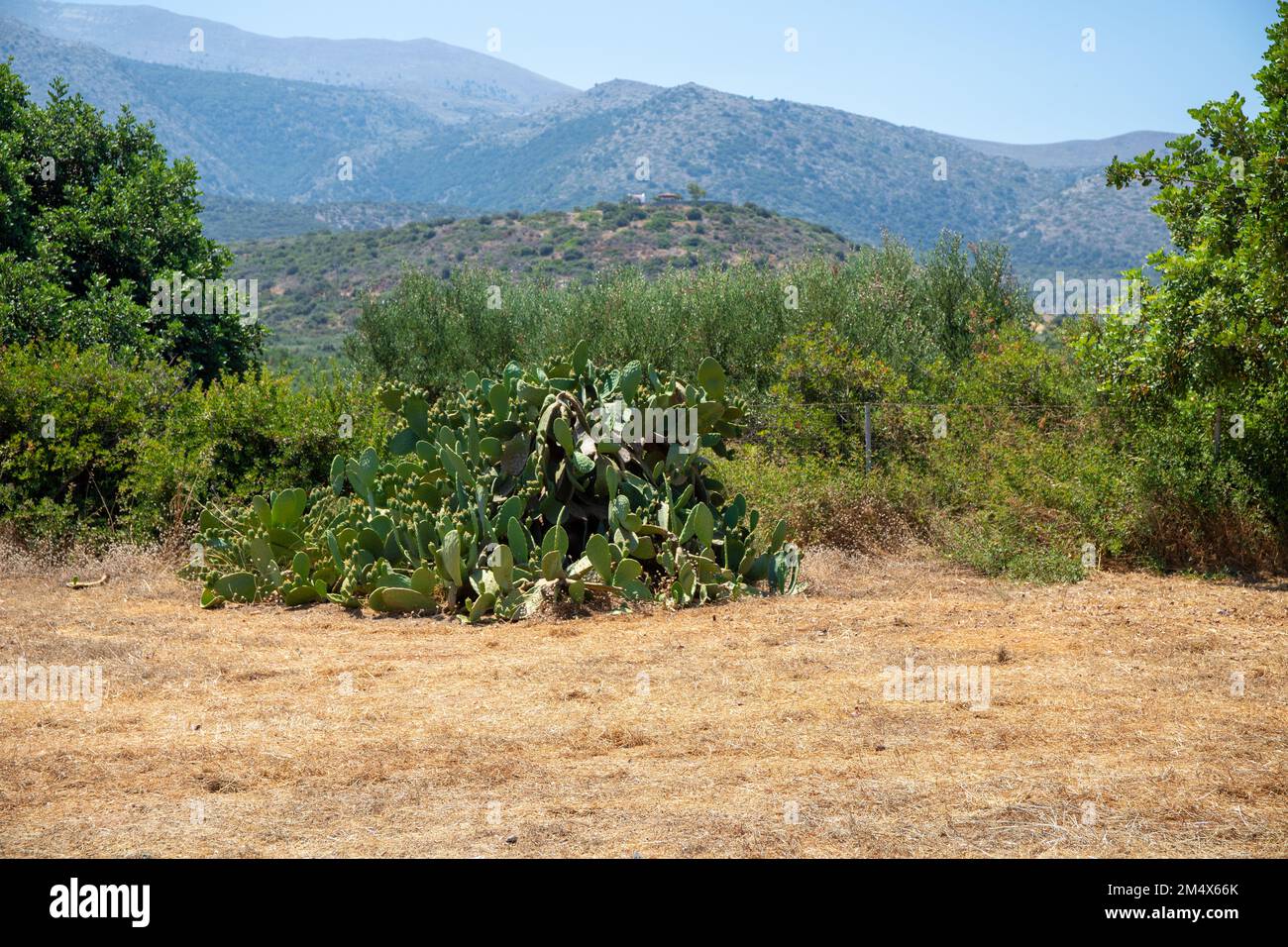 Wild prickly pear, Opuntie cactus in crete. High quality photo Stock ...