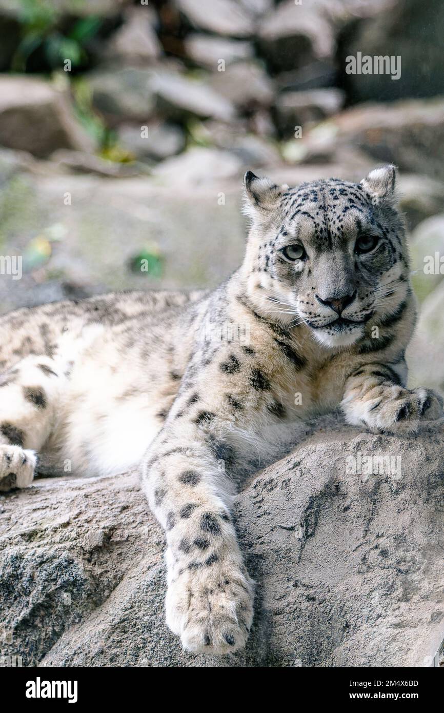 A beautiful shot of a snow leopard relaxing on a rock Stock Photo - Alamy