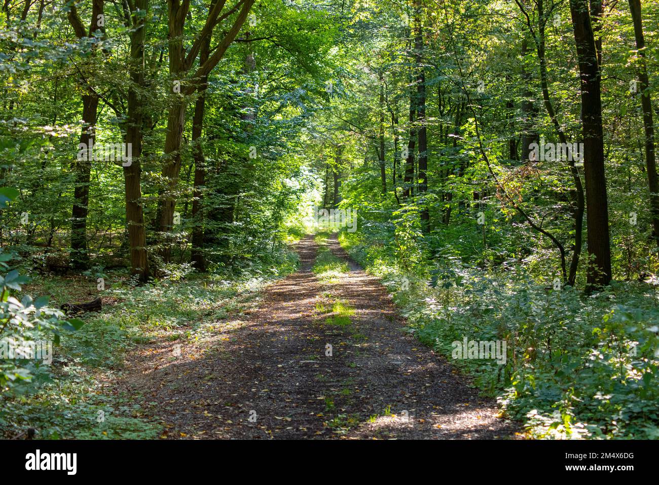 Rural gravel road high quality hi-res stock photography and images - Alamy