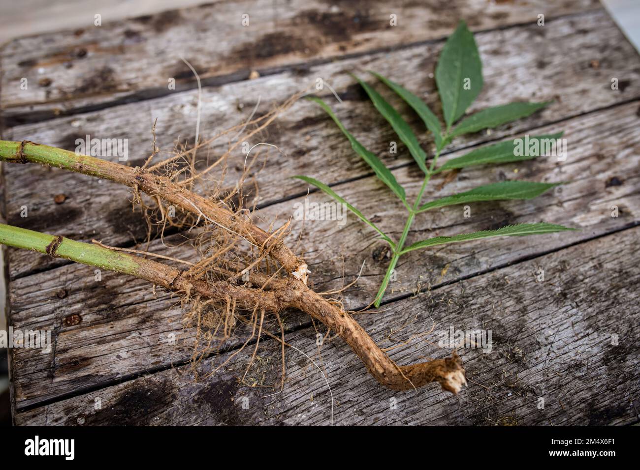 Root and leaf Sambucus ebulus, also known as danewort, dane weed ...