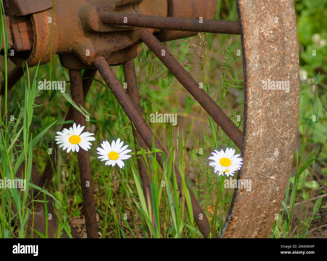 Daisys grow through the spokes of an old farm implement wheel in a ...