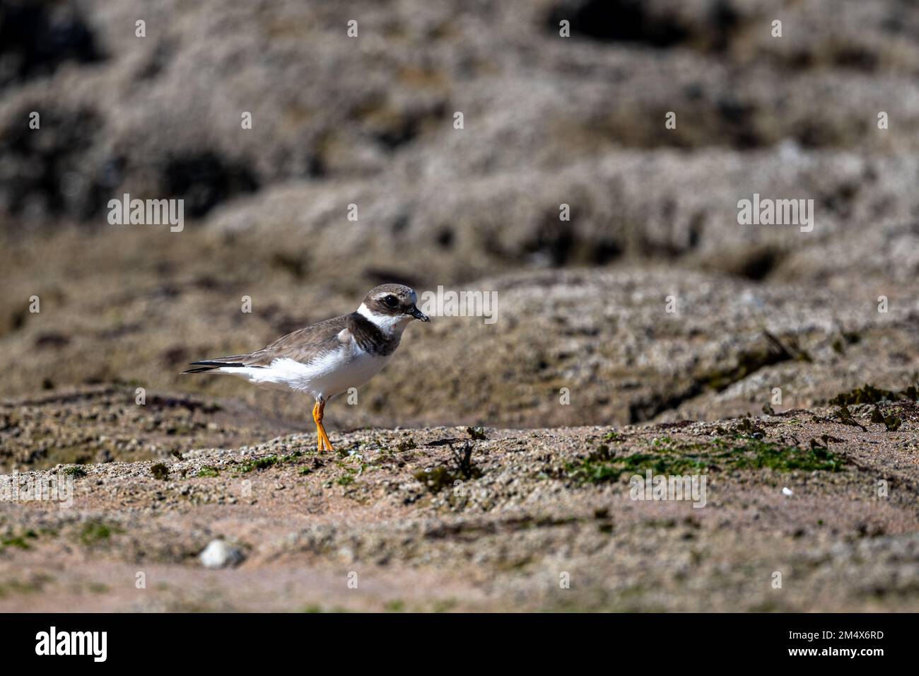 Common ringed plover or ringed plover, Charadrius hiaticula. Souss ...