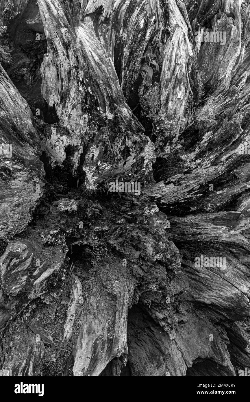 The root ball of a downed Sequoia tree has been washed of dirt by years ...