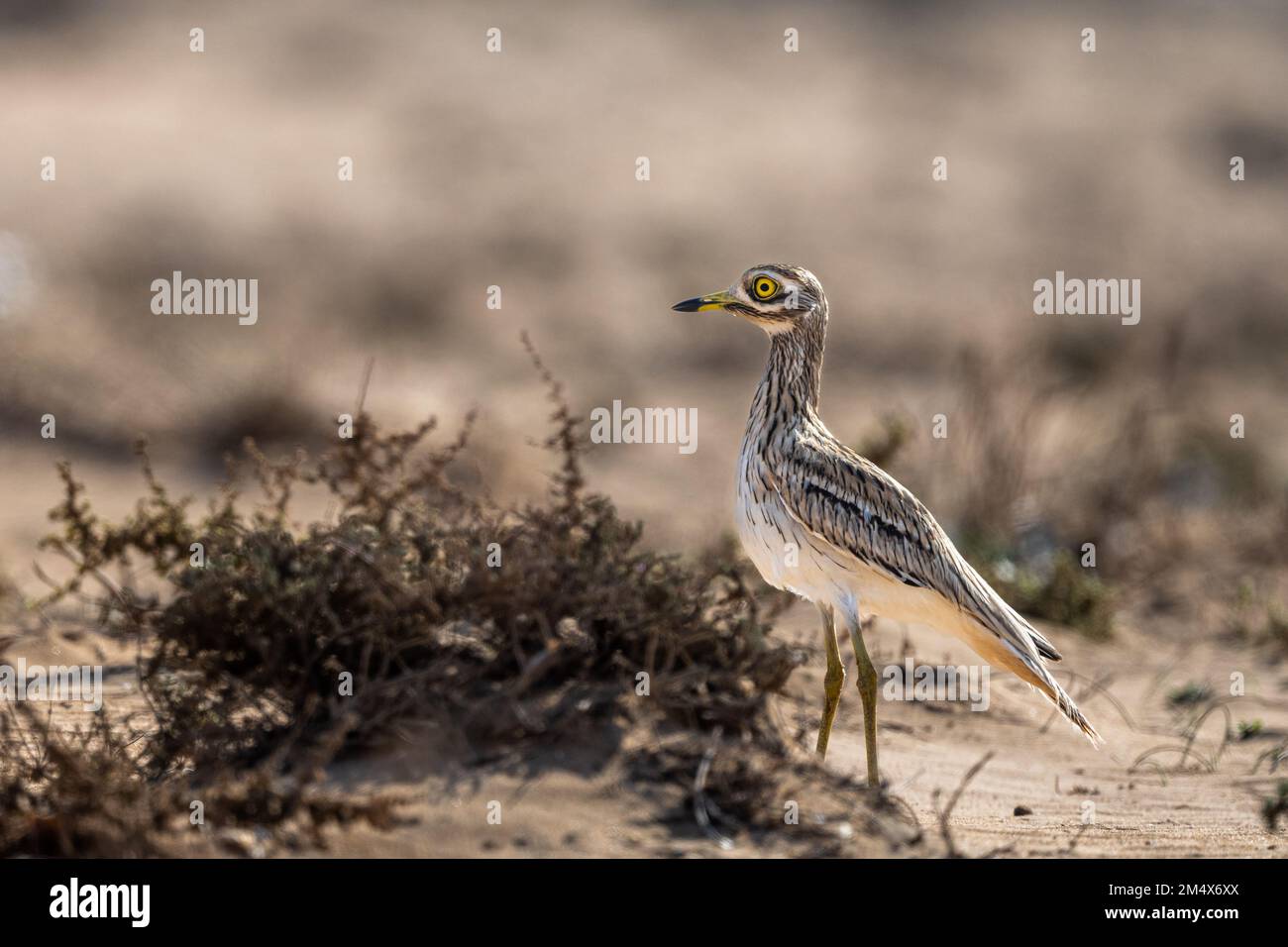Eurasian stone-curlew, Eurasian thick-knee, Burhinus oedicnemus. Souss ...