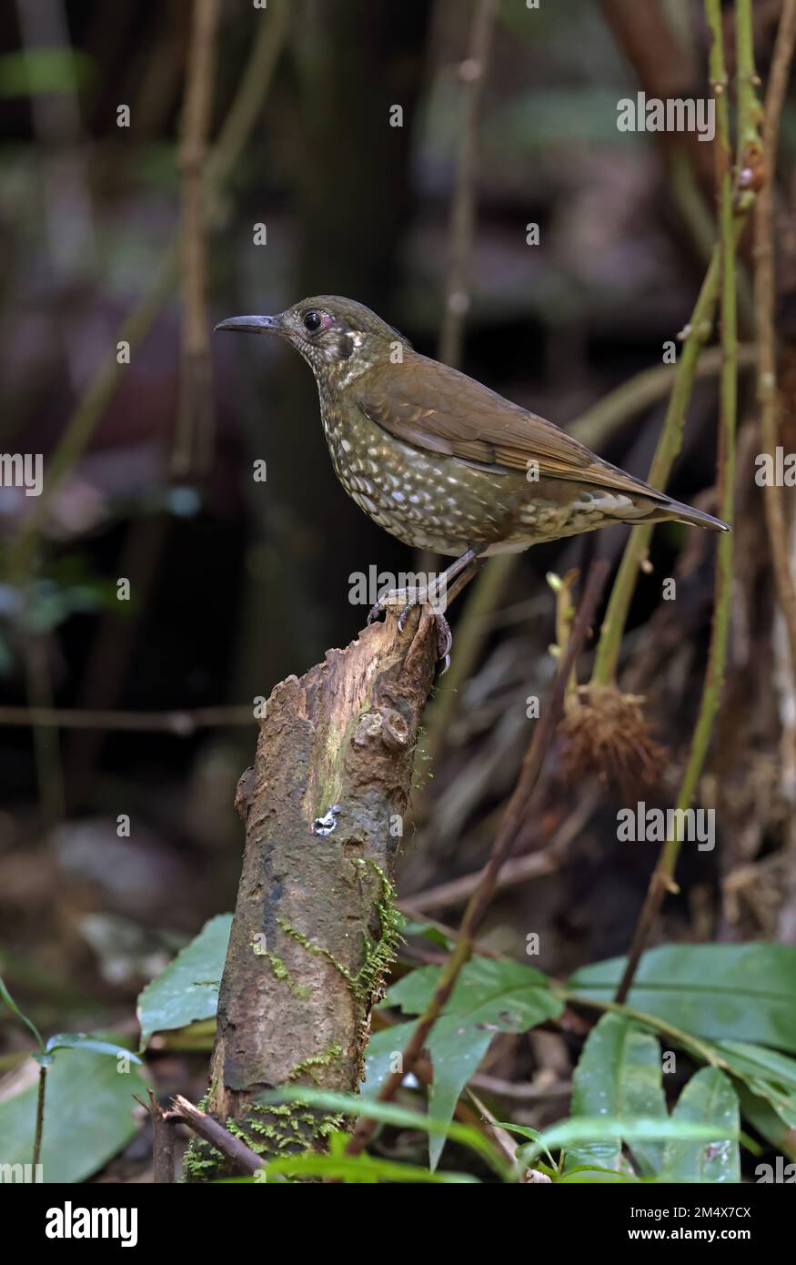 Dark-sided Thrush (Zoothera marginata) adult perched on broken branch ...