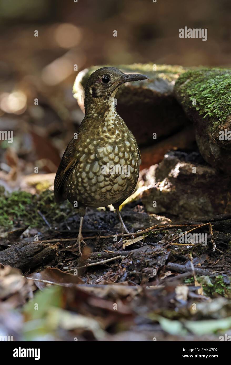 Dark-sided Thrush (Zoothera marginata) adult standing on forest floor ...