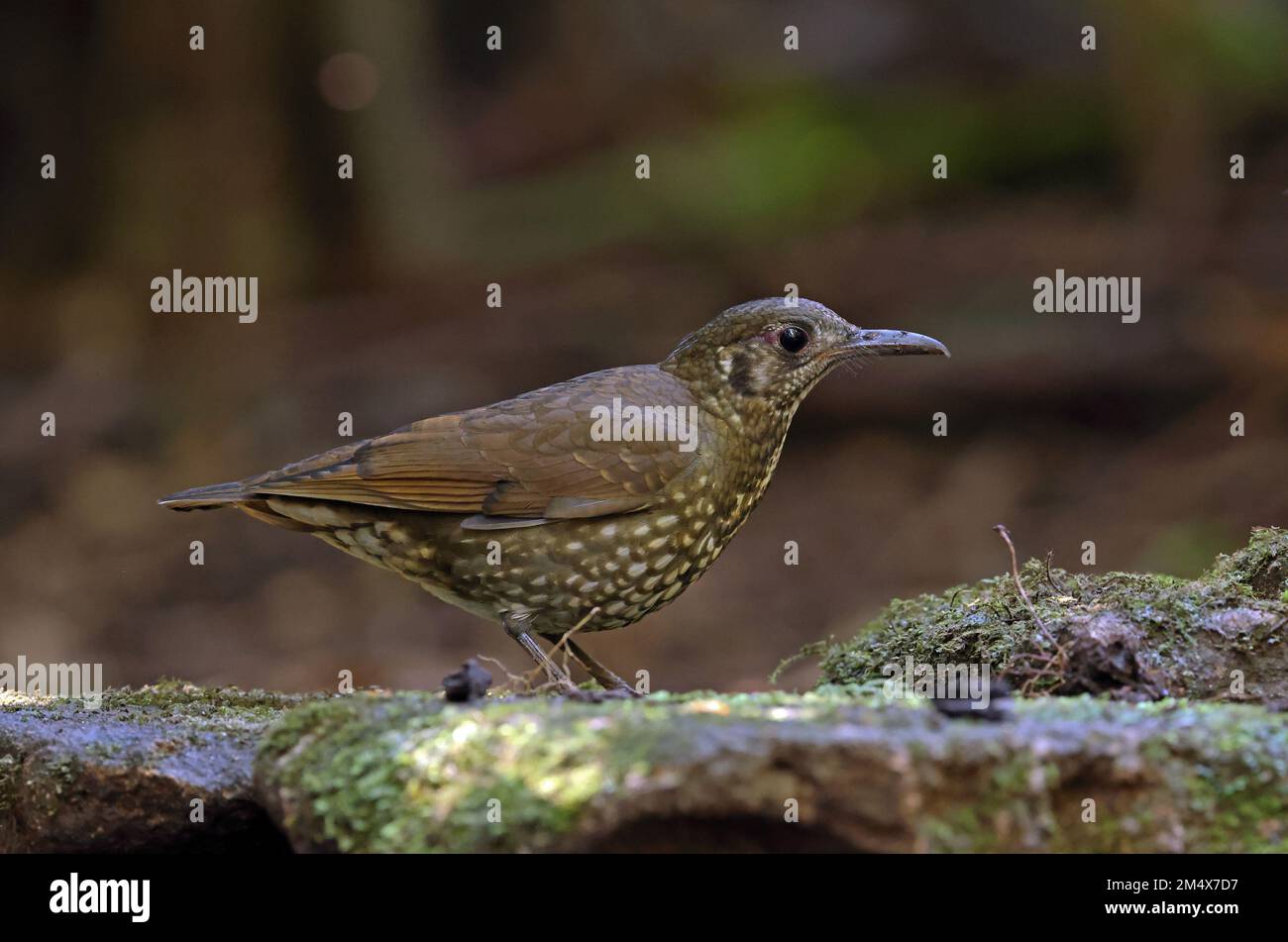 Dark-sided Thrush (Zoothera marginata) adult standing on mossy rock Da ...