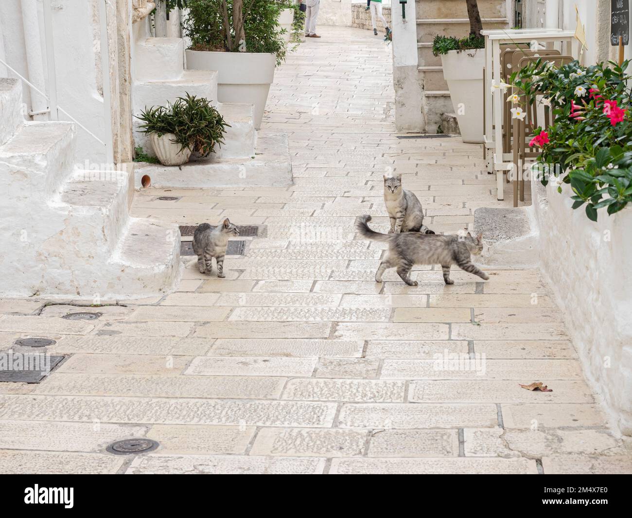 City cats hi-res stock photography and images - Alamy