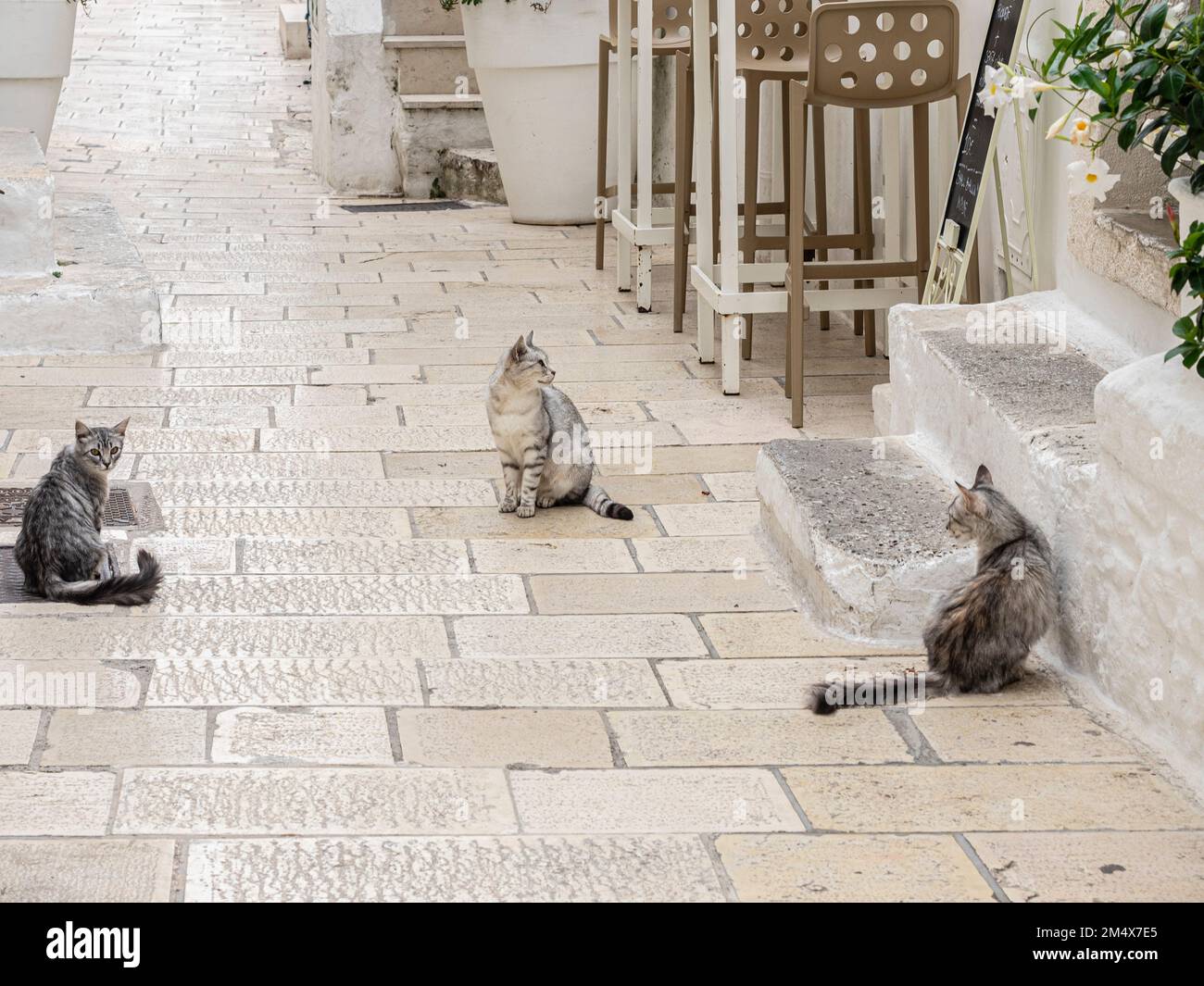 City cats hi-res stock photography and images - Alamy