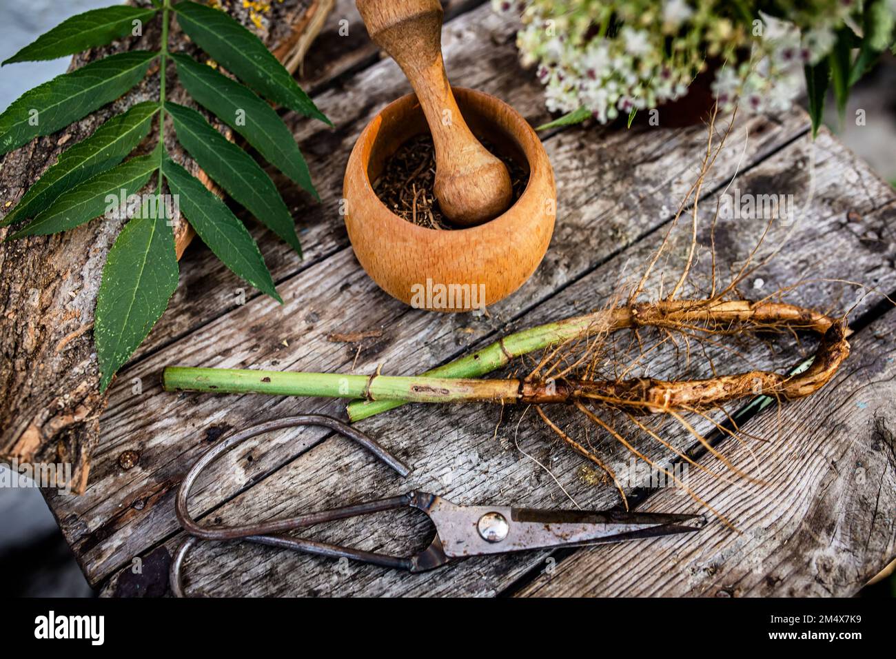 Elder herbaceous - a medicinal plant used to treat rheumatism, gout ...