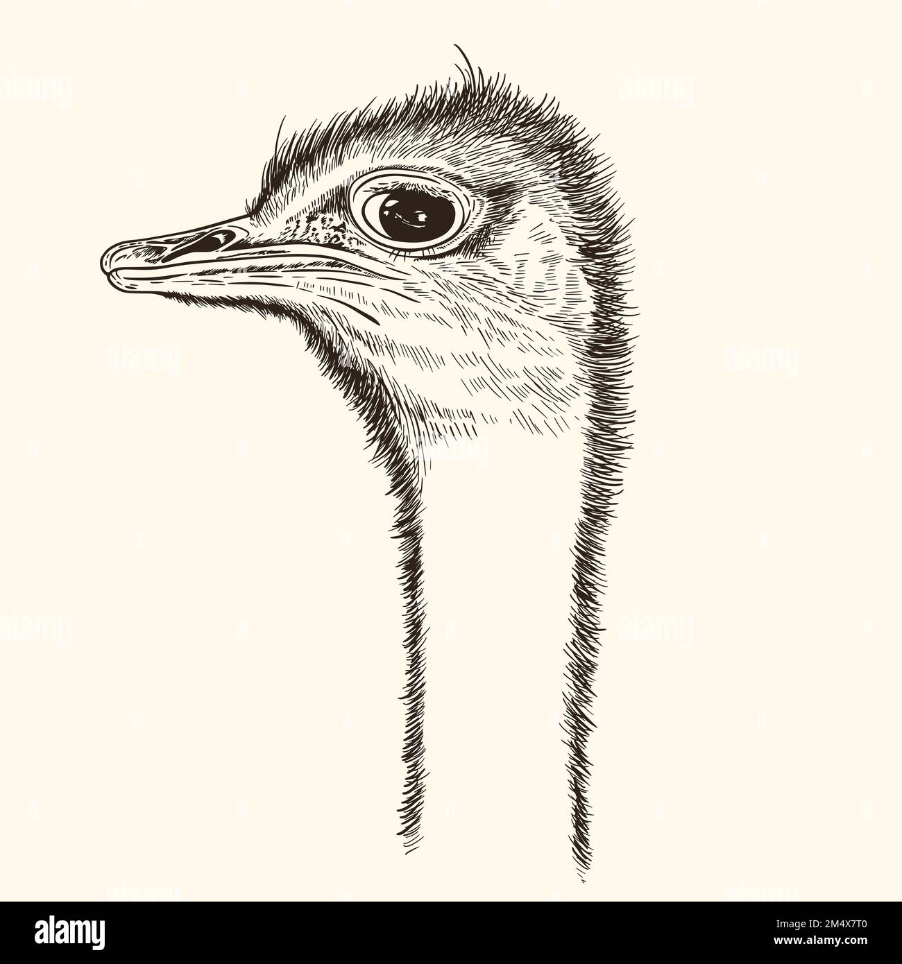 Cute hand drawn head of ostrich. Farm animals Stock Photo - Alamy