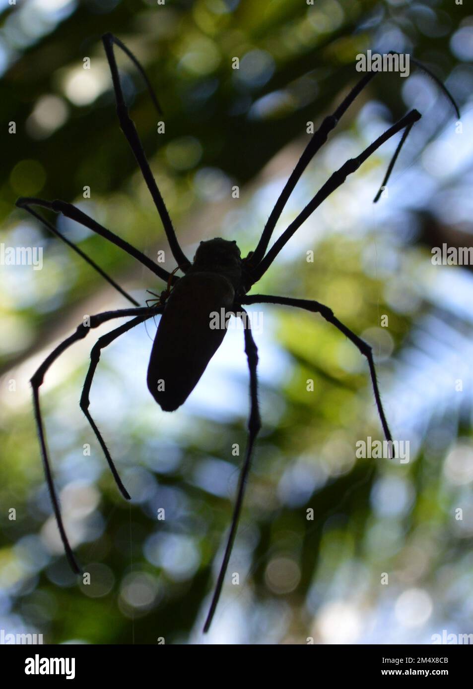 Australian male spider hi-res stock photography and images - Alamy