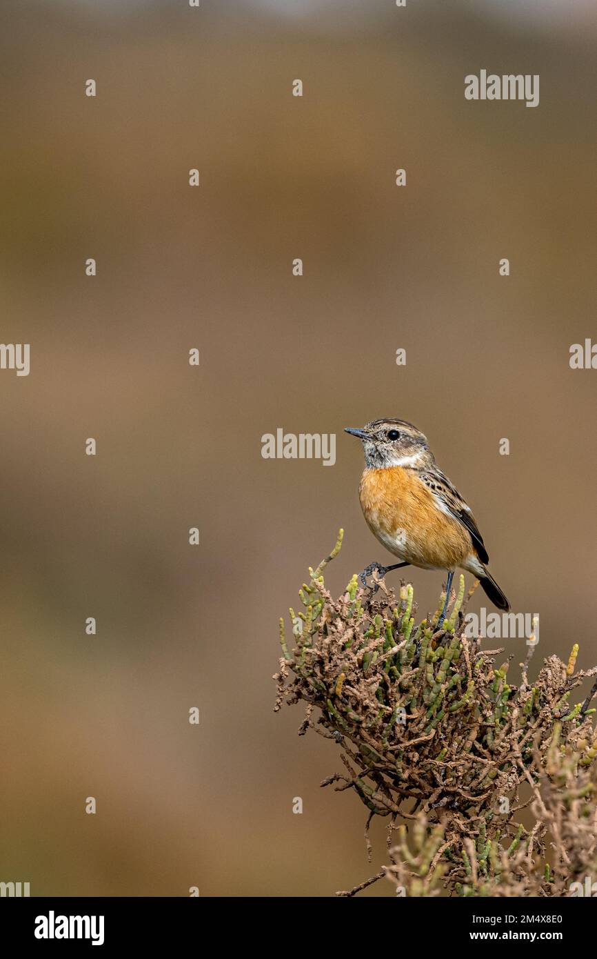 Common european stonechat hi-res stock photography and images - Alamy