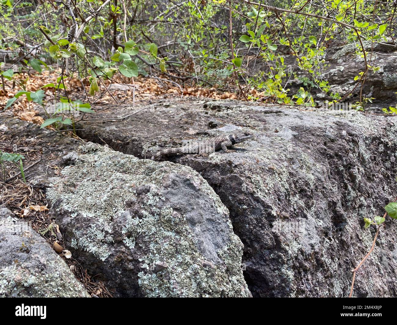 Gray and white spiny crevice lizard blending into a large rock Stock ...