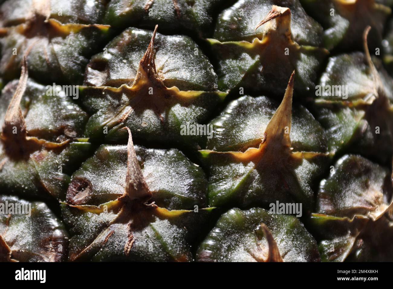 Background image which is composed of different shapes of a pineapple ...