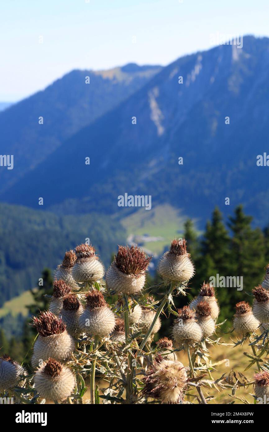Germany, Bavaria, Plants growing on summit of Stumpfling mountain Stock ...