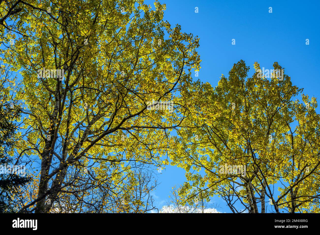 Autumn aspen trees lake hi-res stock photography and images - Alamy