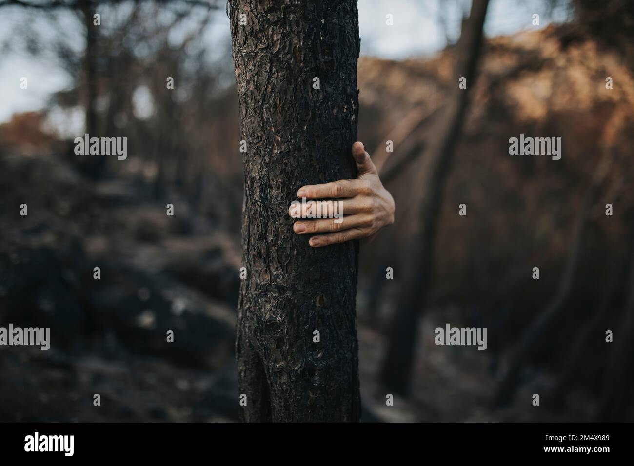 Burnt tree hi-res stock photography and images - Alamy