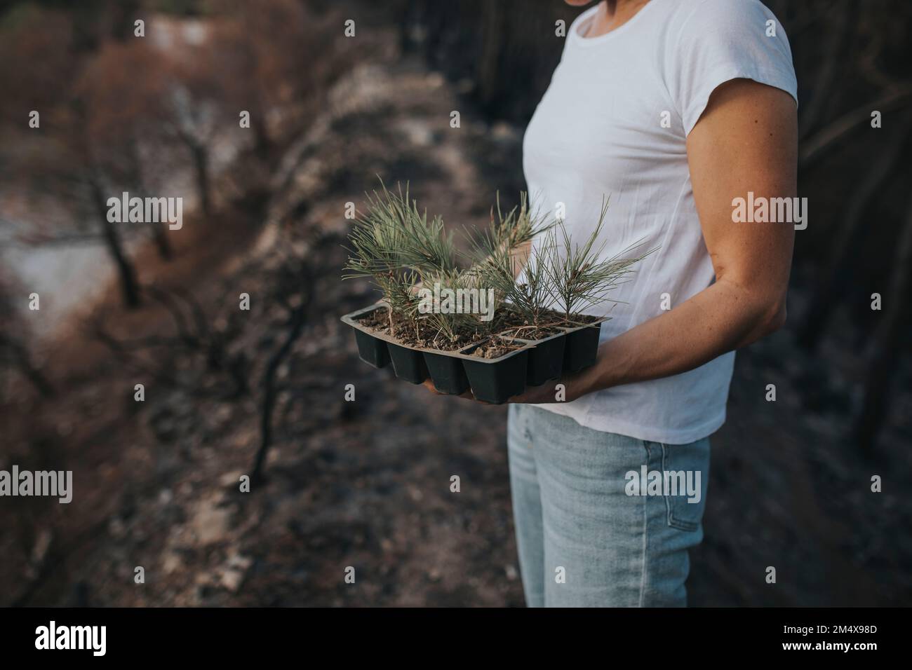 Woman planting pine seedlings in burnt forest Stock Photo - Alamy