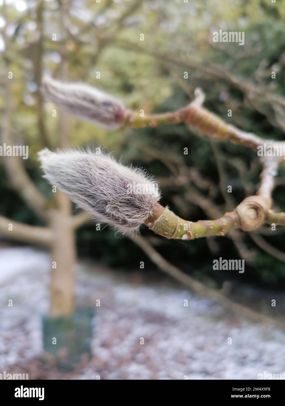 Wintery scene of budding tree Stock Photo - Alamy