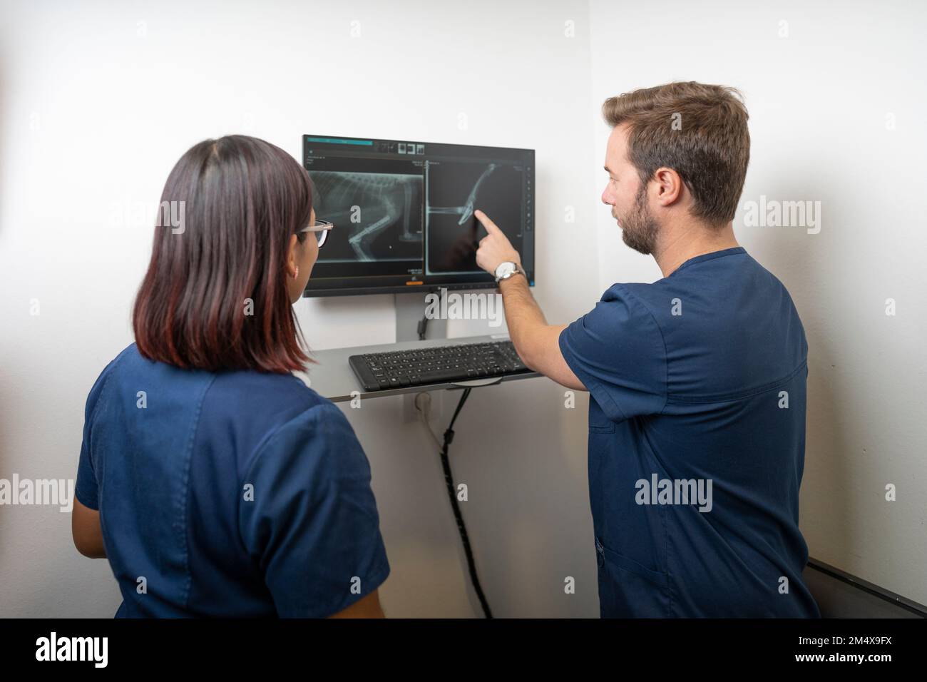 Veterinarian with colleague examining x-ray image on computer at clinic ...