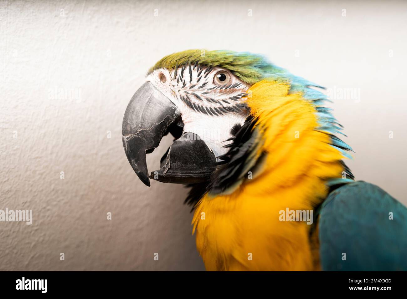 Blue macaw hi-res stock photography and images - Alamy
