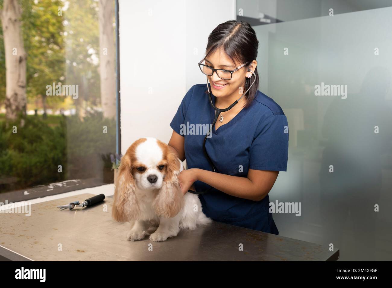 American veterinarian hi-res stock photography and images - Alamy