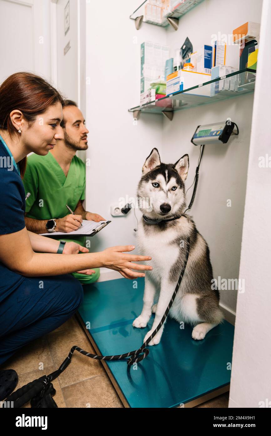 Veterinarians examining weight of husky dog at clinic Stock Photo - Alamy