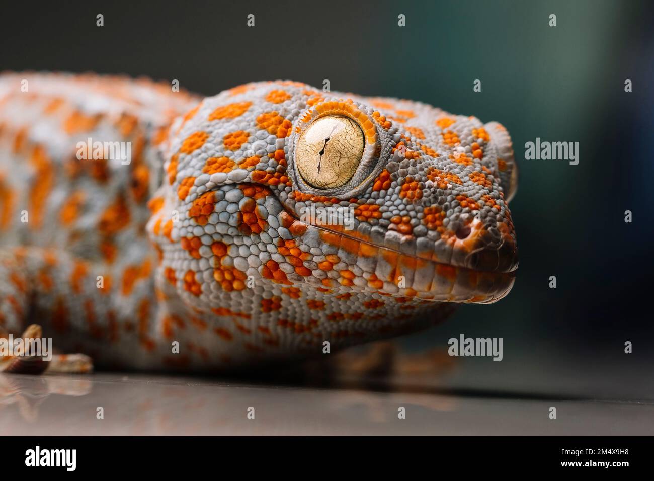 Close-up of spotted Tokay gecko on table Stock Photo - Alamy