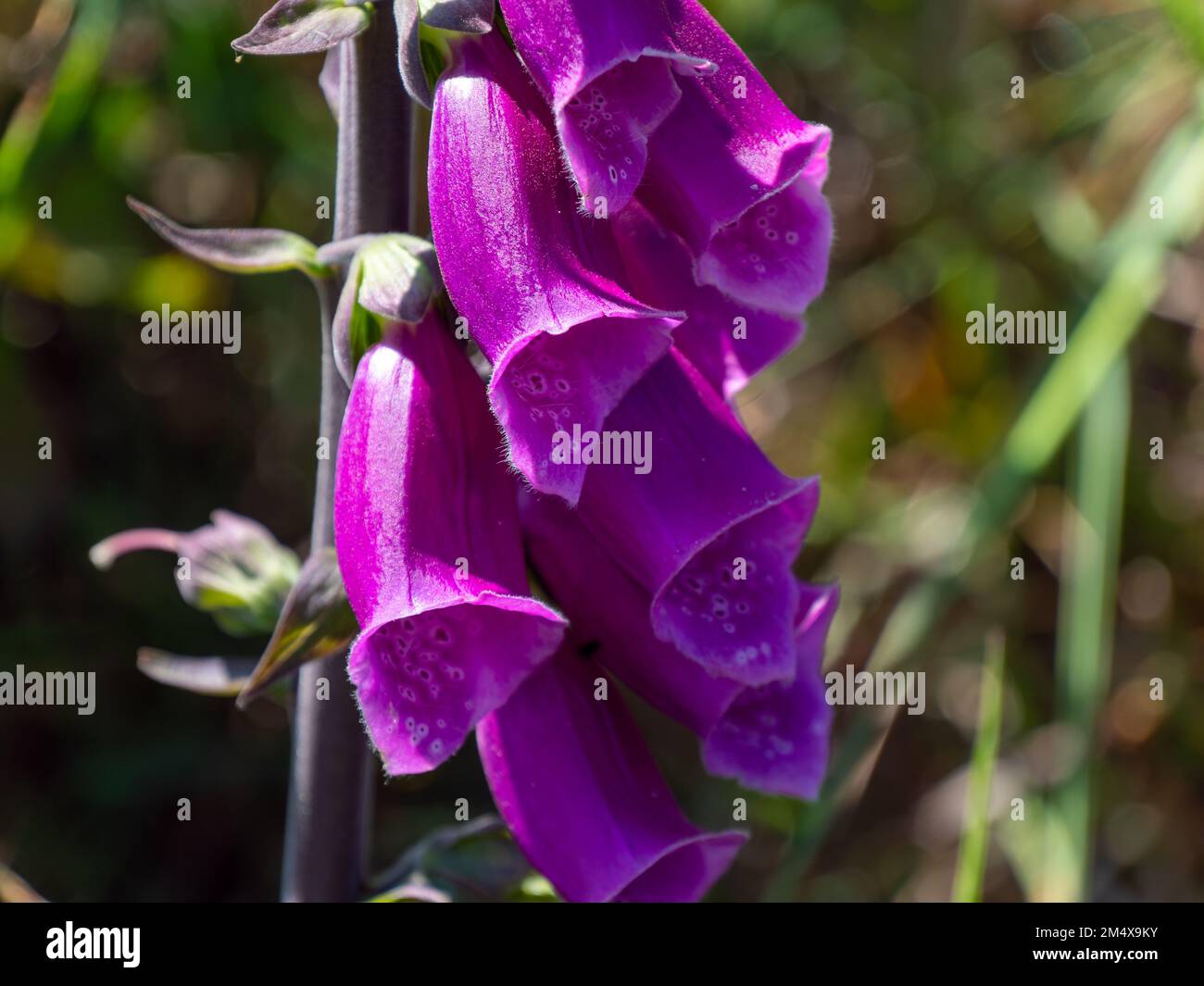 Inflorescence of purple foxglove flowers close-up. Beautiful purple ...