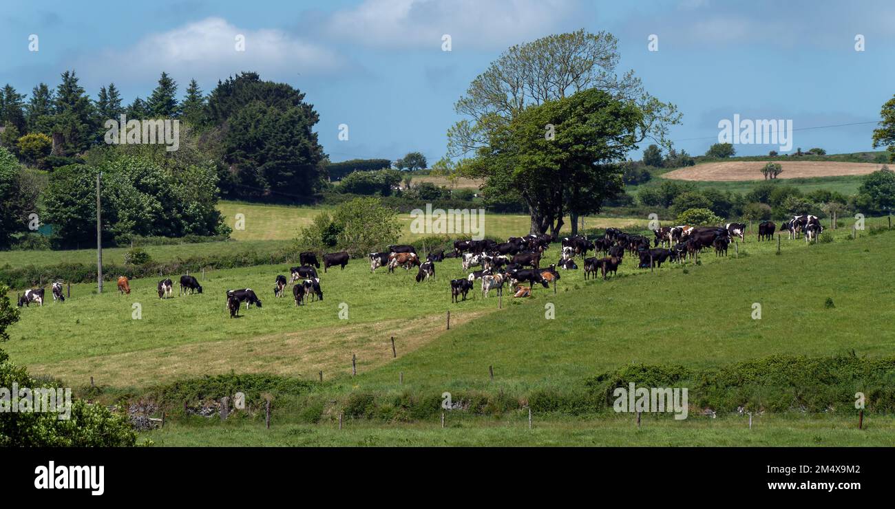 A herd of cows on a fenced pasture on a sunny spring day. Livestock ...