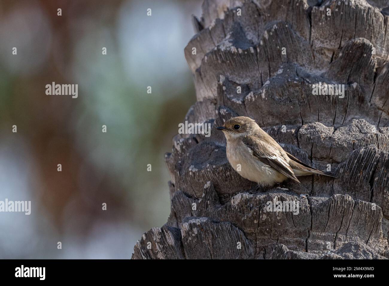 Red-breasted flycatcher, Ficedula parva, Agadir, Morocco Stock Photo ...