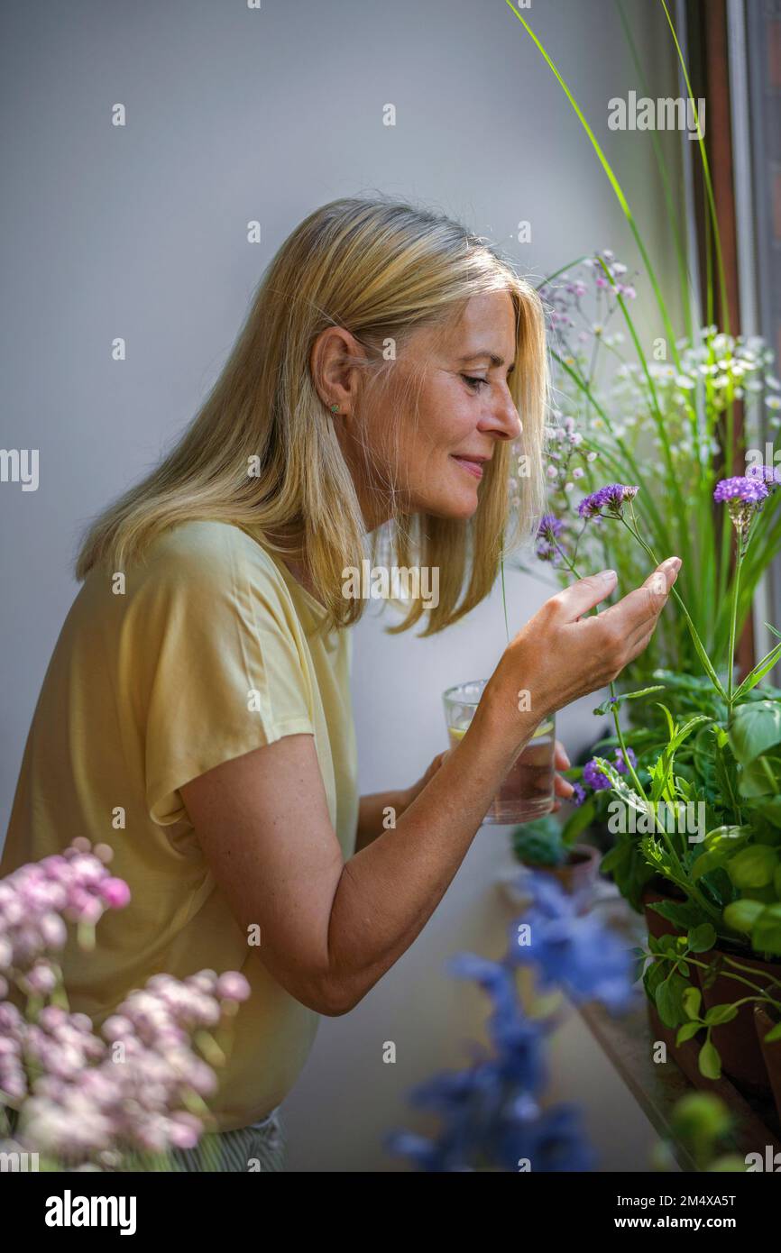 Mature man smelling flower near window at home Stock Photo - Alamy
