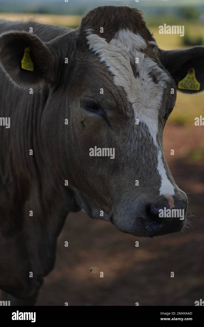A vertical portrait of the brown Dairy cattle with tagged ears Stock ...