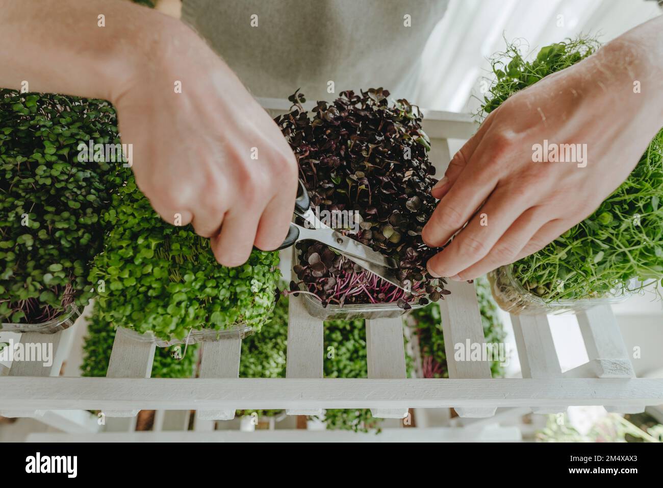Hands of man trimming microgreens in kitchen Stock Photo - Alamy