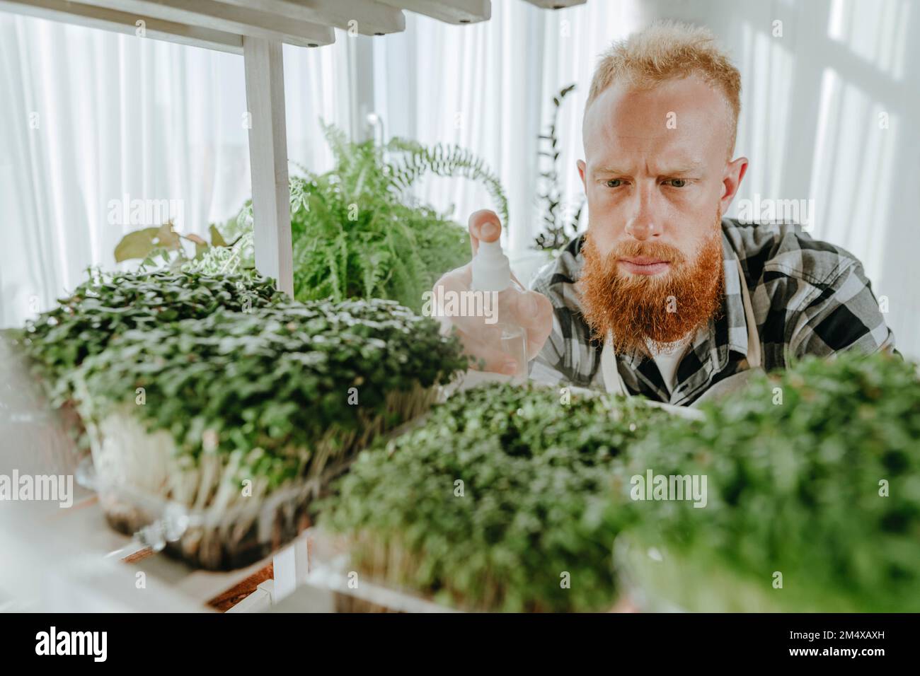 Man spraying fresh homegrown hi-res stock photography and images - Alamy