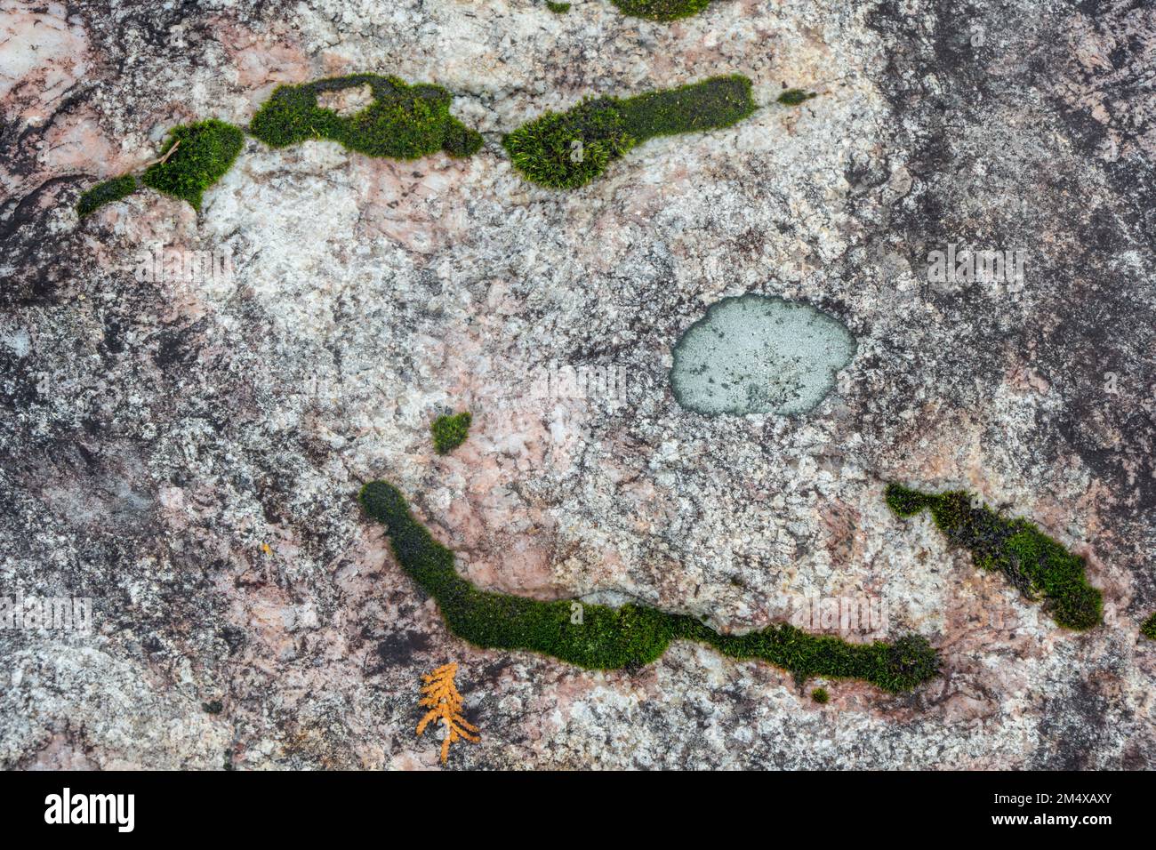 Shoreline granite outcrops with moss colonies at Katherine Cove, Lake ...