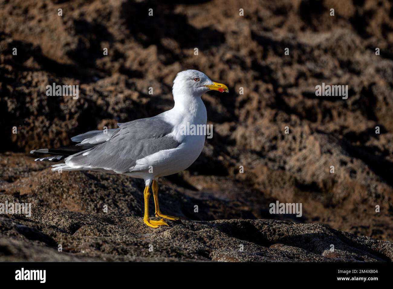 Yellow-legged gull, Larus michahellis, Morocco Stock Photo - Alamy