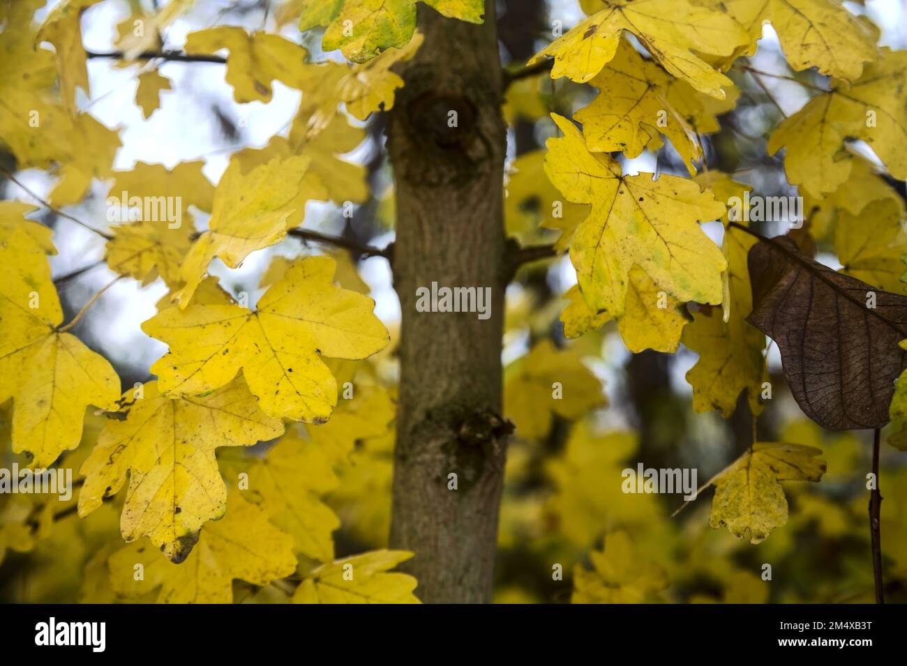 Yellow leaves on a tree hi-res stock photography and images - Alamy
