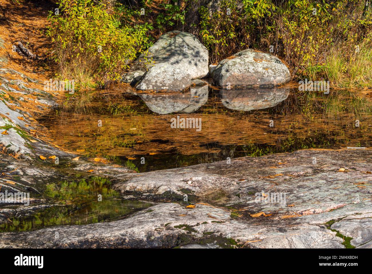 Vernal pool with fallen pine needles, Lake Superior Provincial Park ...
