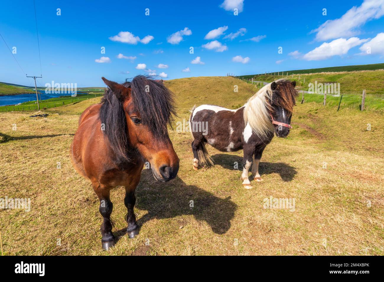 UK, Scotland, Two ponies standing in summer pasture Stock Photo - Alamy