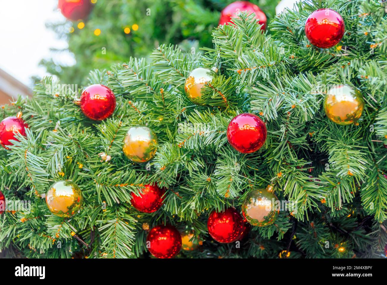 Texture of a green Christmas tree and decorations red gold balls ...