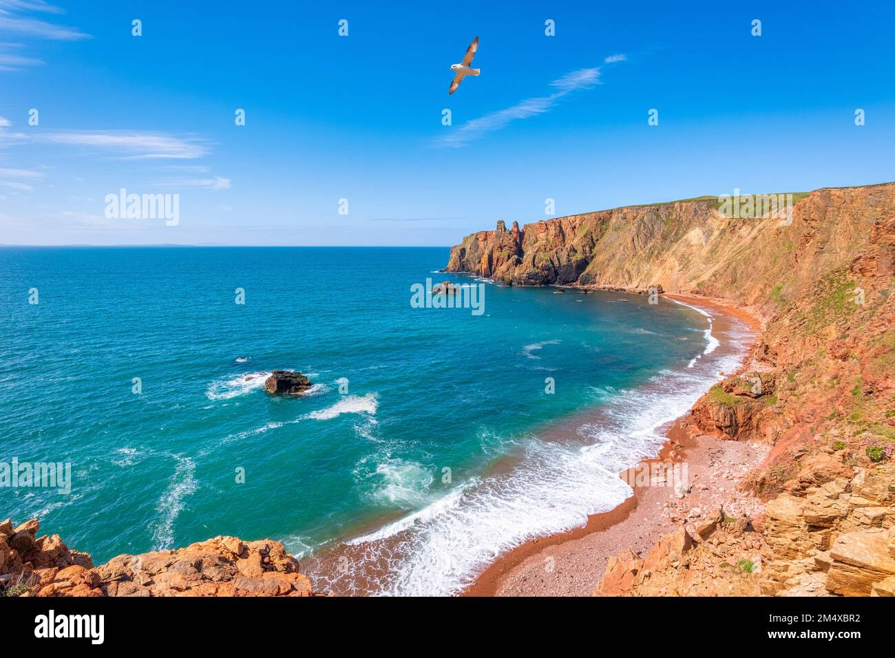 Northern fulmar fulmarus glacialis flying cliffs northmavine hi-res ...